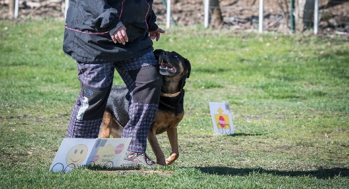 karty ke stažení :: Rally obedience
